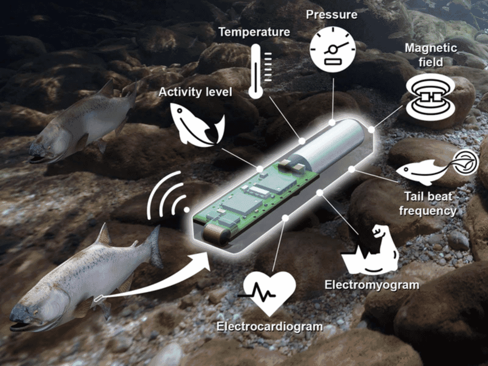 Fitbit for fish could be aquaculture and conservation gamechanger | The ...