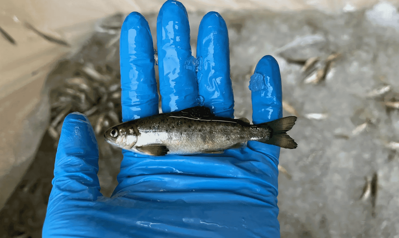 Tiny Fish makes innovation award shortlist | The Fish Site