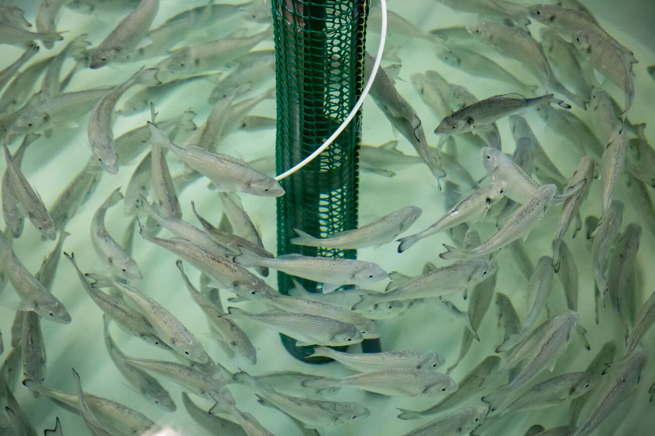 ASC publishes new shrimp and RAS standards | The Fish Site