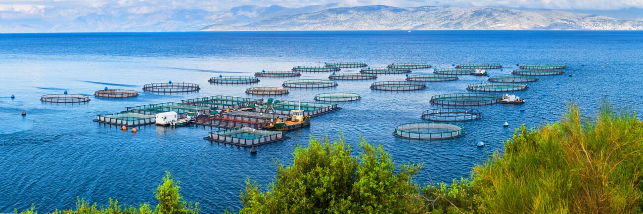 A practical guide to pathogens in seabass and sea bream aquaculture ...