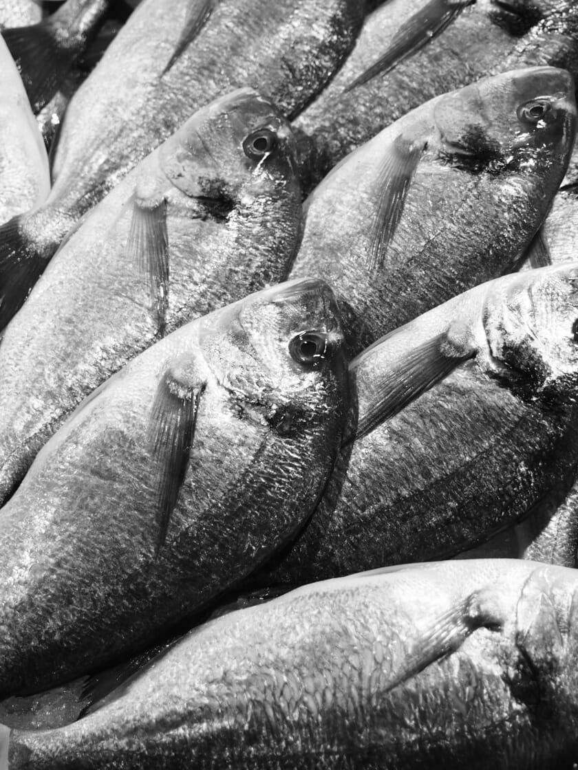 Is Oman set for a major upsurge in aquaculture? | The Fish Site