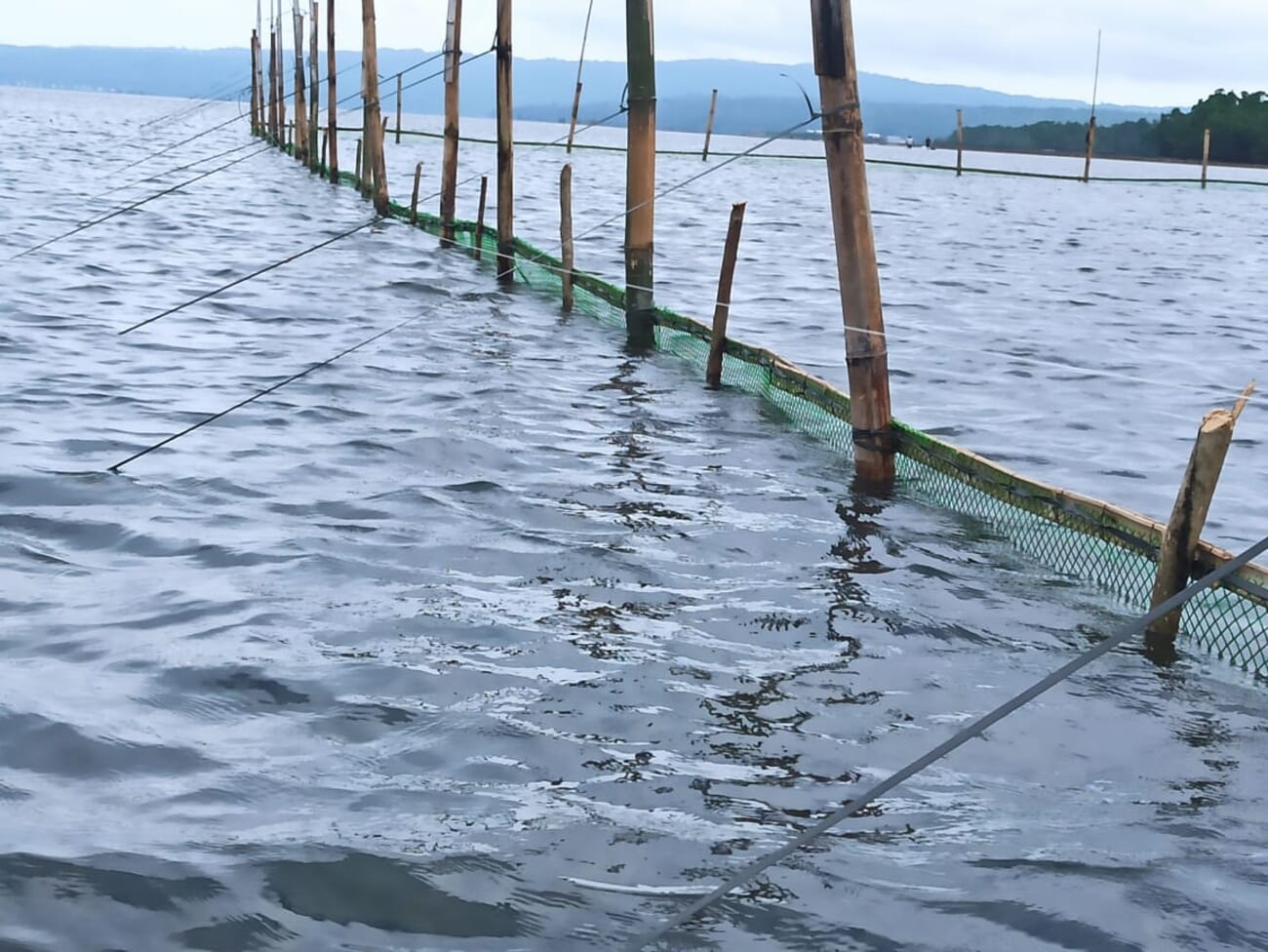The startup with plans to establish “the world’s largest” sea cucumber ...