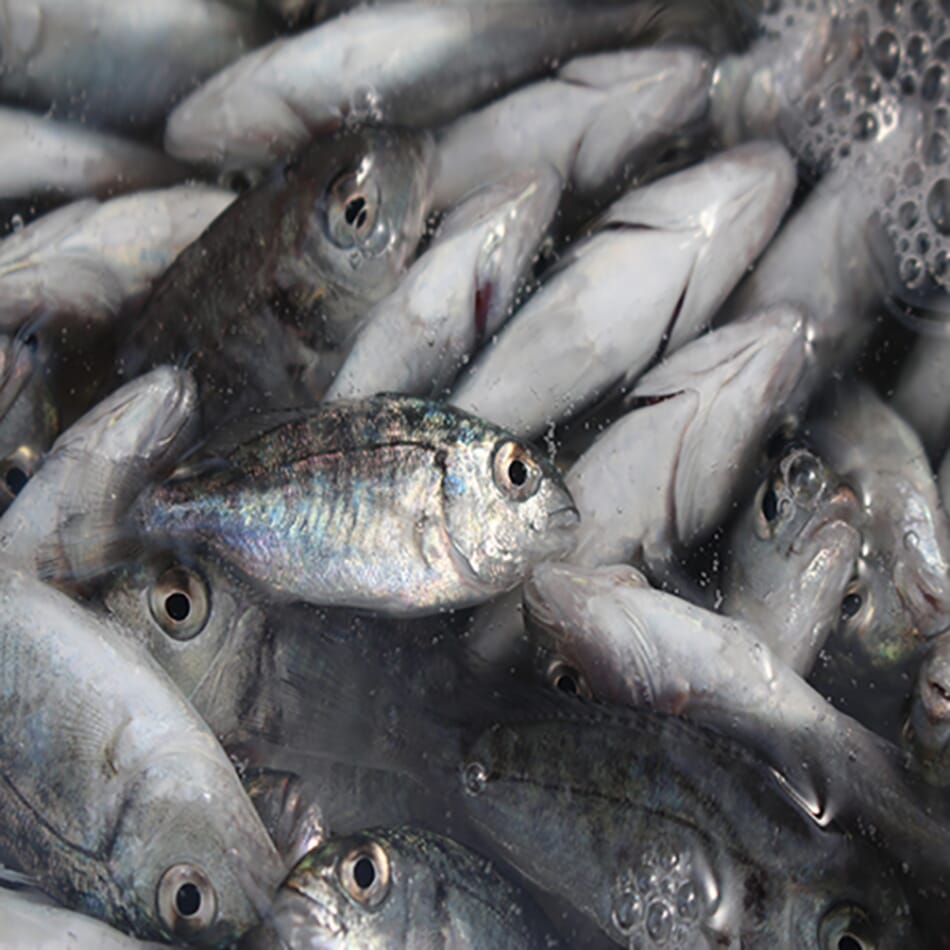 Sursan and Nireus achieve bass and bream first | The Fish Site