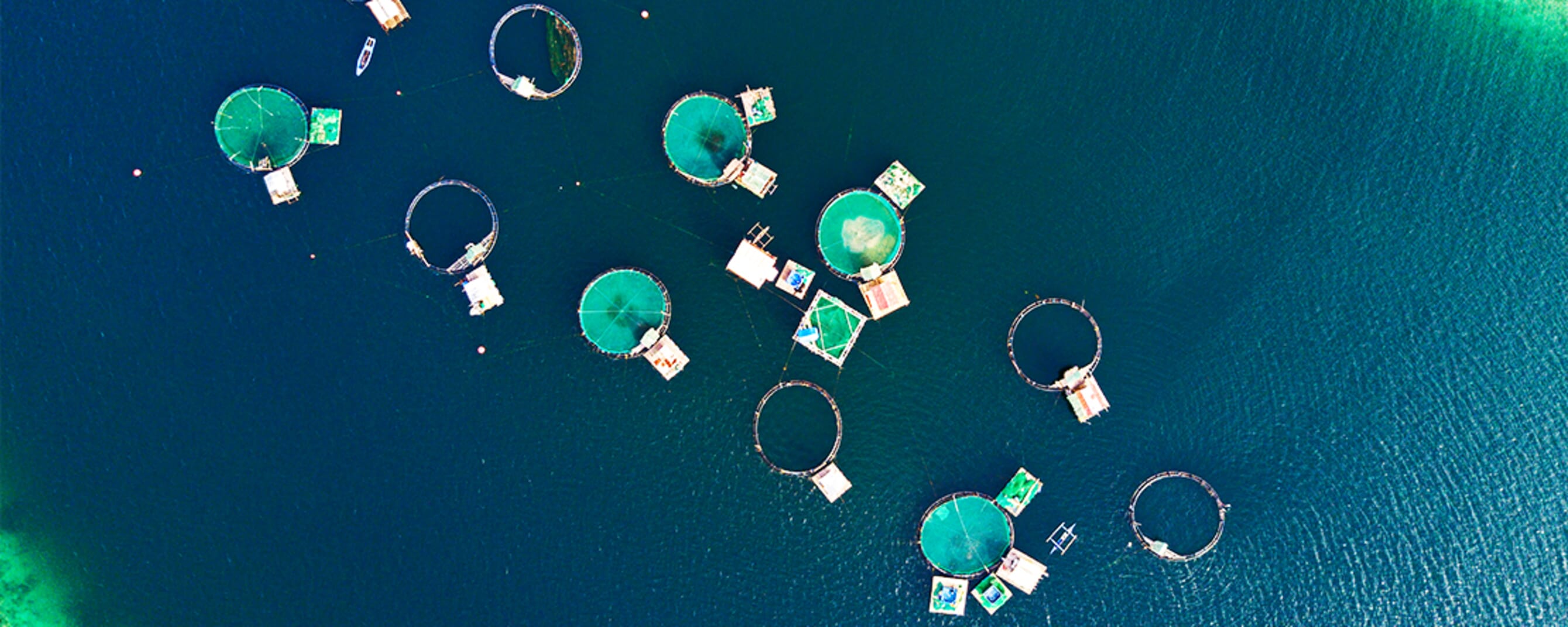 FAO outlines a holistic approach to sustainable aquaculture | The Fish Site