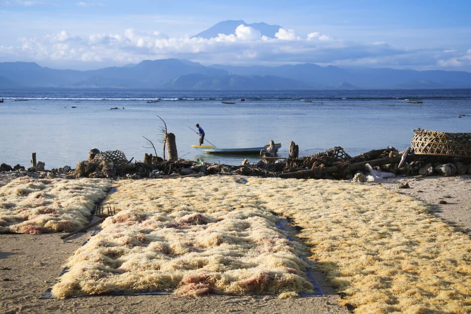 New tech partnership to boost seaweed farming in SE Asia | The Fish Site