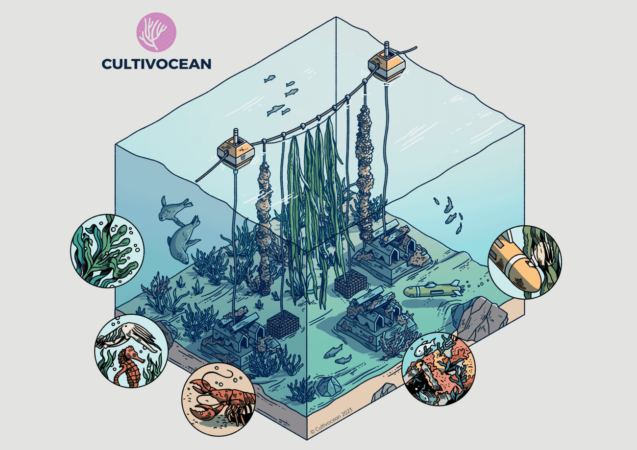 Why offshore wind is ripe for the UK’s seaweed sector | The Fish Site