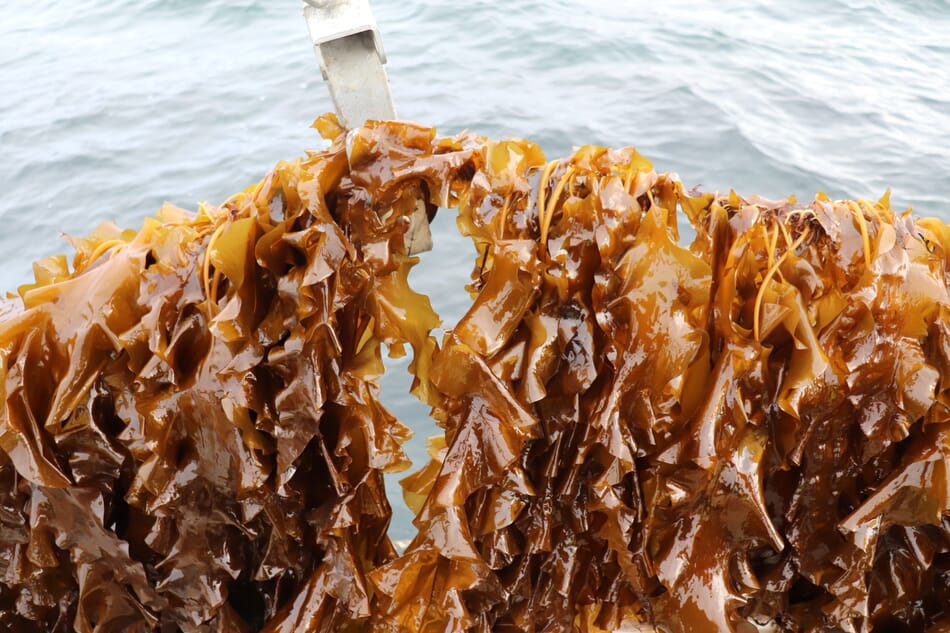 Britain’s most ambitious seaweed company | The Fish Site