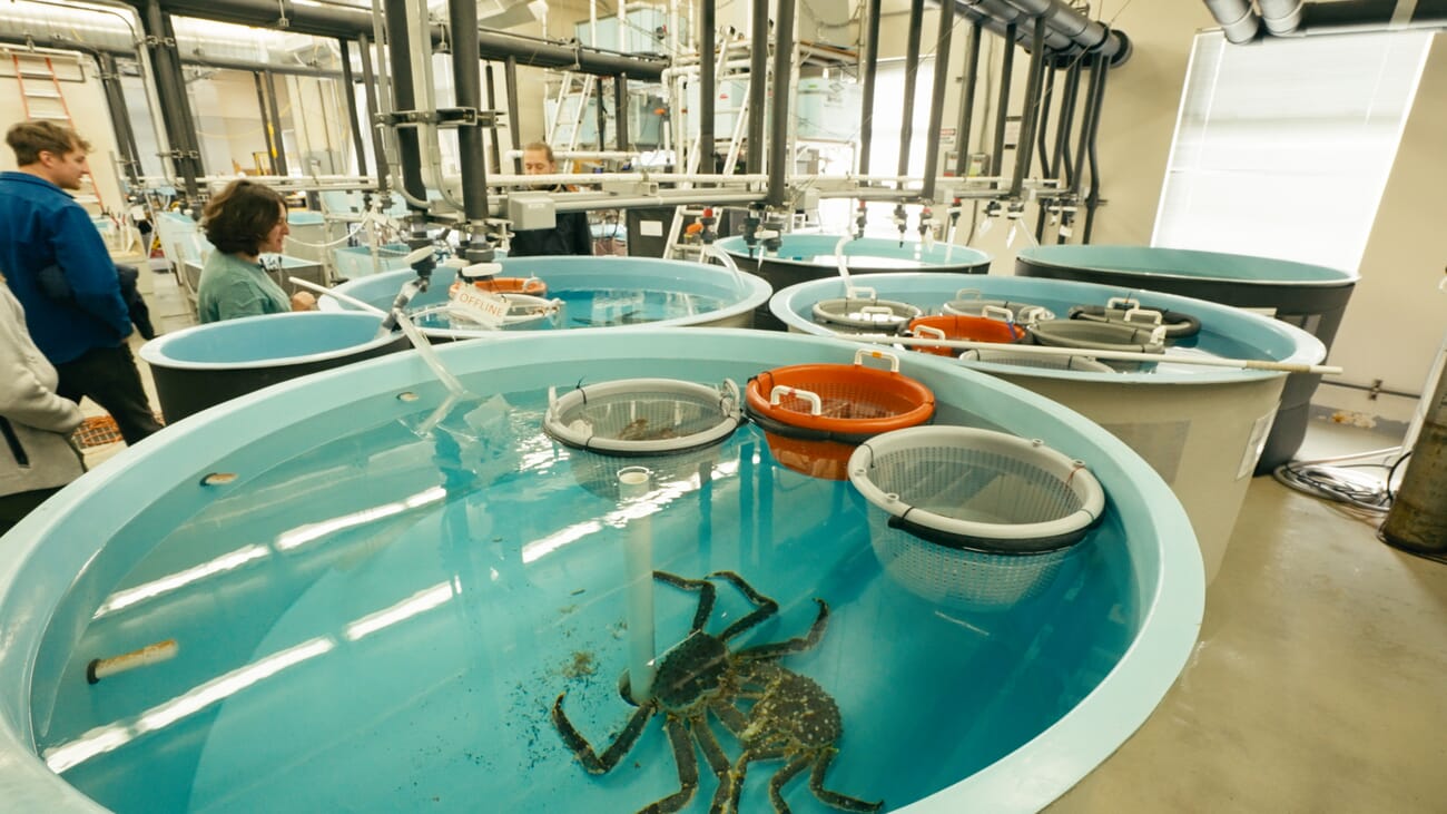 Kodiak’s kelp farms are set to expand | The Fish Site