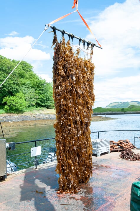 Breaking down the barriers for the UK's seaweed sector | The Fish Site