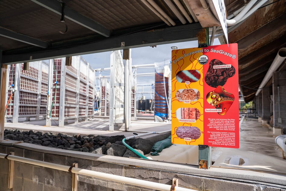 Turning Asparagopsis into a bankable methane solution | The Fish Site