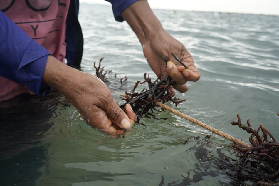 Paving the way for a more resilient tropical seaweed sector | The Fish Site
