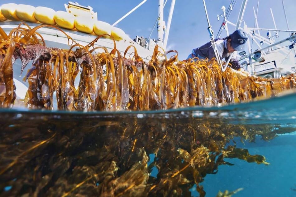 Seaweed farming set to benefit from Bezos’s billions | The Fish Site