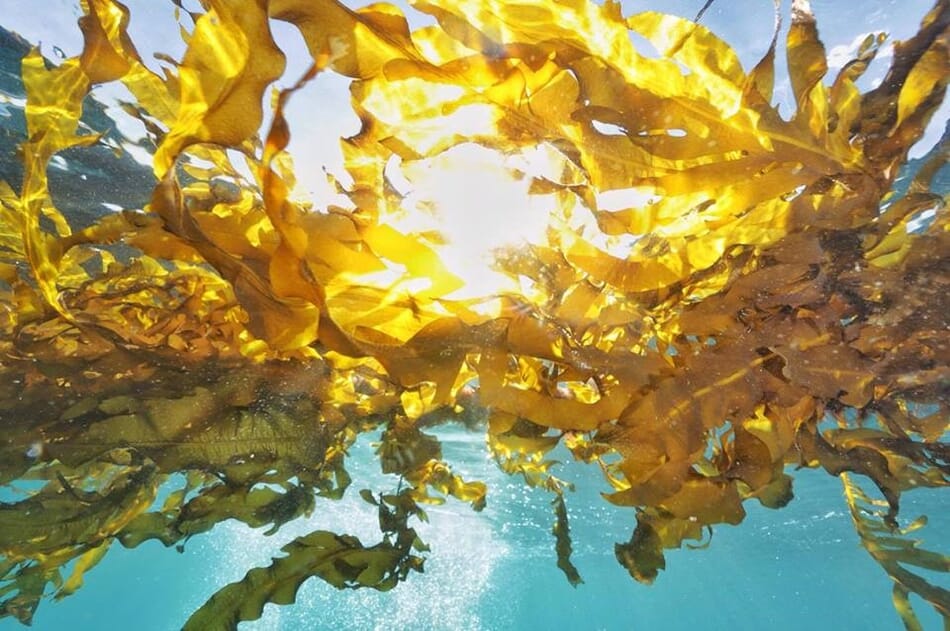 Big in Japan – but can seaweed conquer the rest of the world too? | The ...