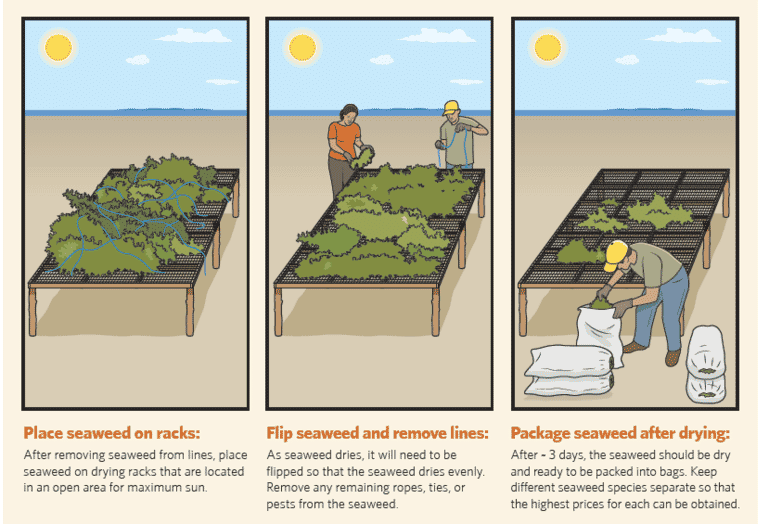 Helping seaweed farming achieve its full potential: how improved ...