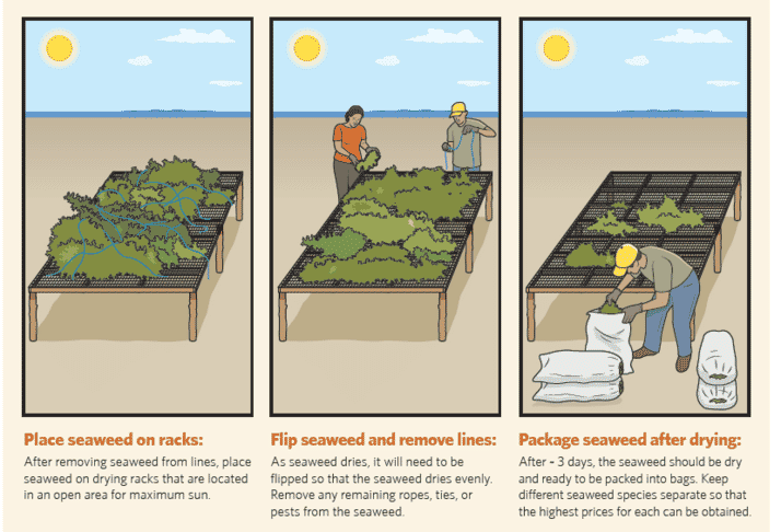 Helping seaweed farming achieve its full potential: how improved ...