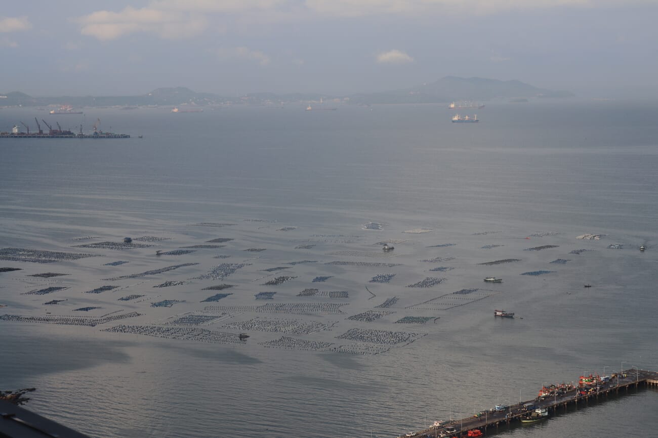 Expert insights into the growth of global aquaculture | The Fish Site