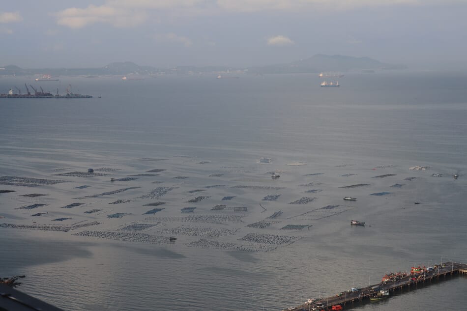 Expert insights into the growth of global aquaculture | The Fish Site