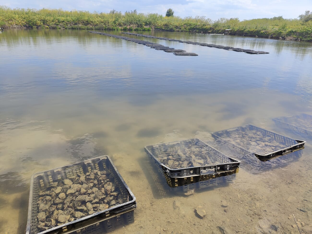 From raising seahorses to salt marsh food webs: Thomas Miard’s journey ...