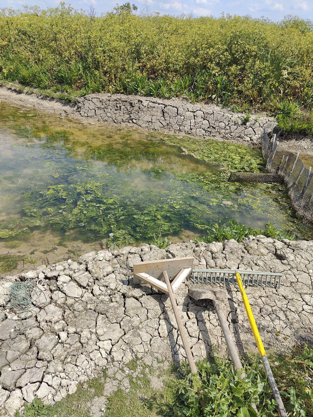From raising seahorses to salt marsh food webs: Thomas Miard’s journey ...