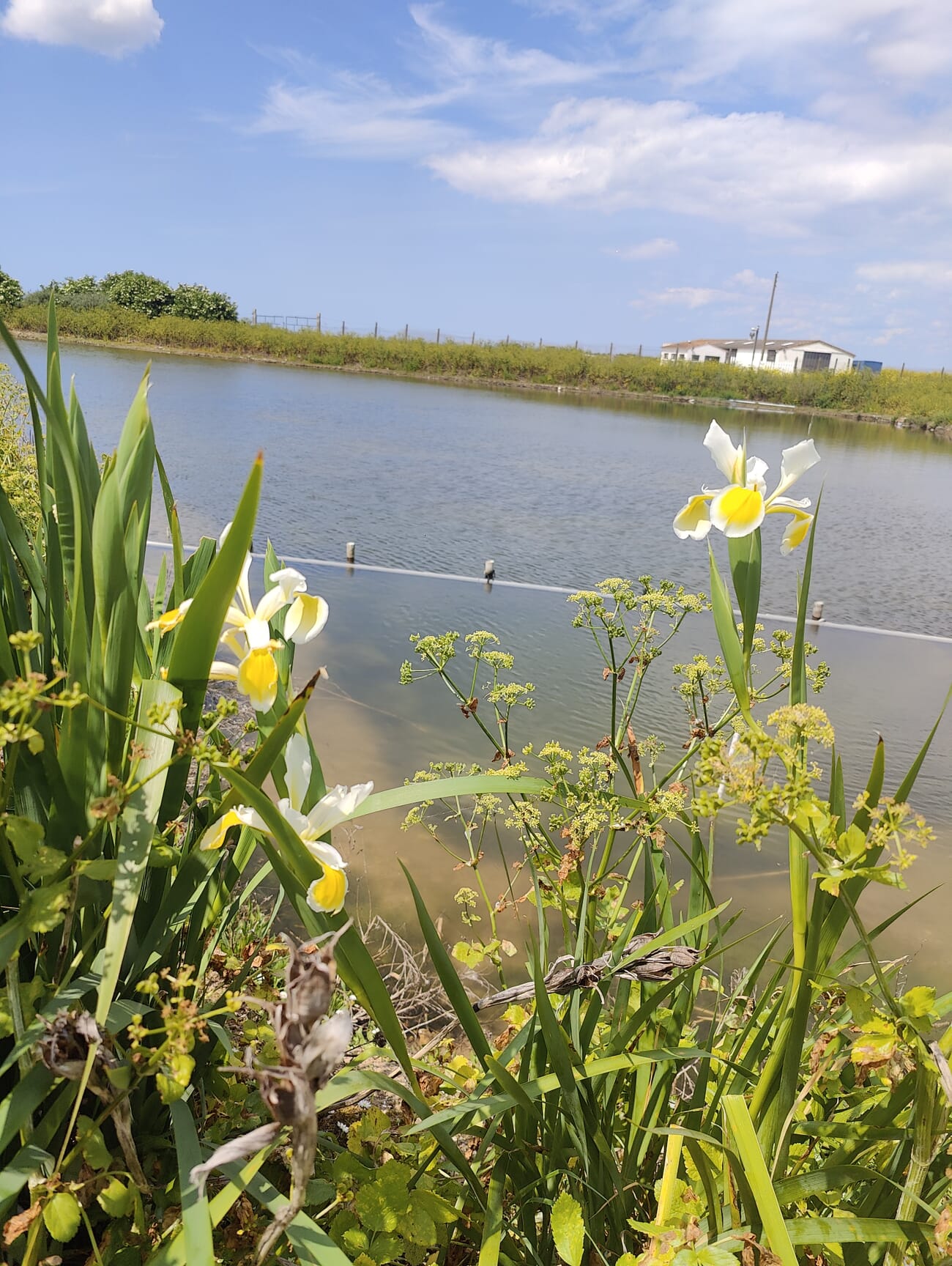 From raising seahorses to salt marsh food webs: Thomas Miard’s journey ...