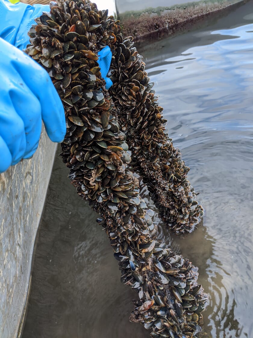 Learning the ropes: a beginner's guide to mussel farming | The Fish Site