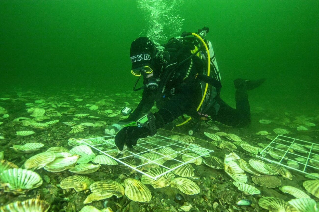 Raising hopes for native oyster restoration | The Fish Site