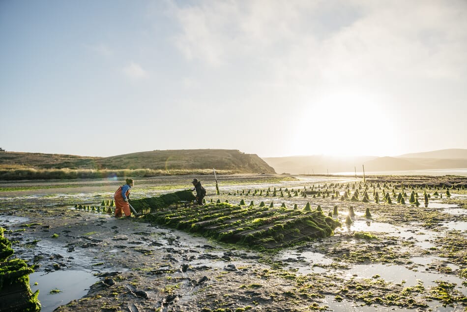 The hatcheries that are helping oysters pass the acid test | The Fish Site