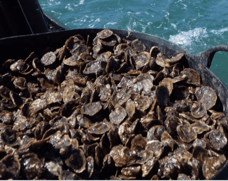 UK launches new tool to jumpstart native oyster reef restoration | The ...