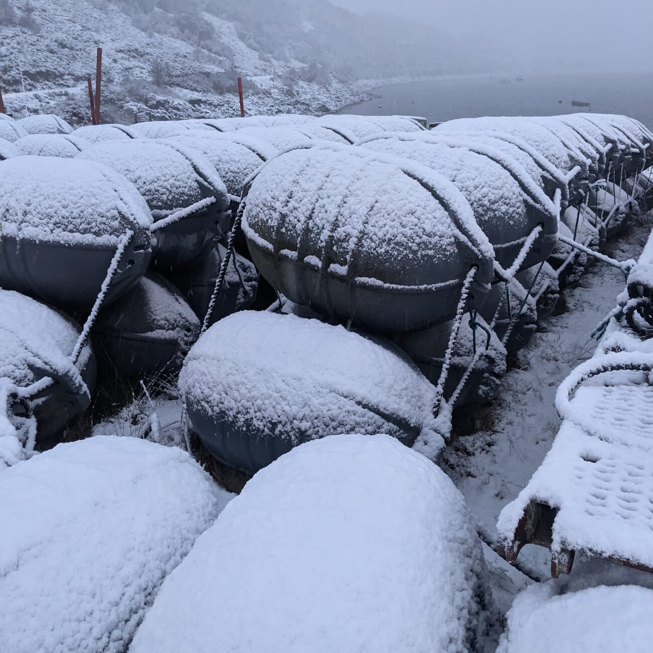 Learning the ropes: a beginner's guide to mussel farming | The Fish Site