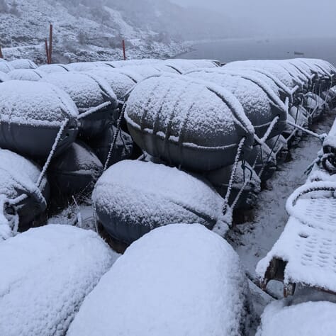 Learning the ropes: a beginner's guide to mussel farming | The Fish Site