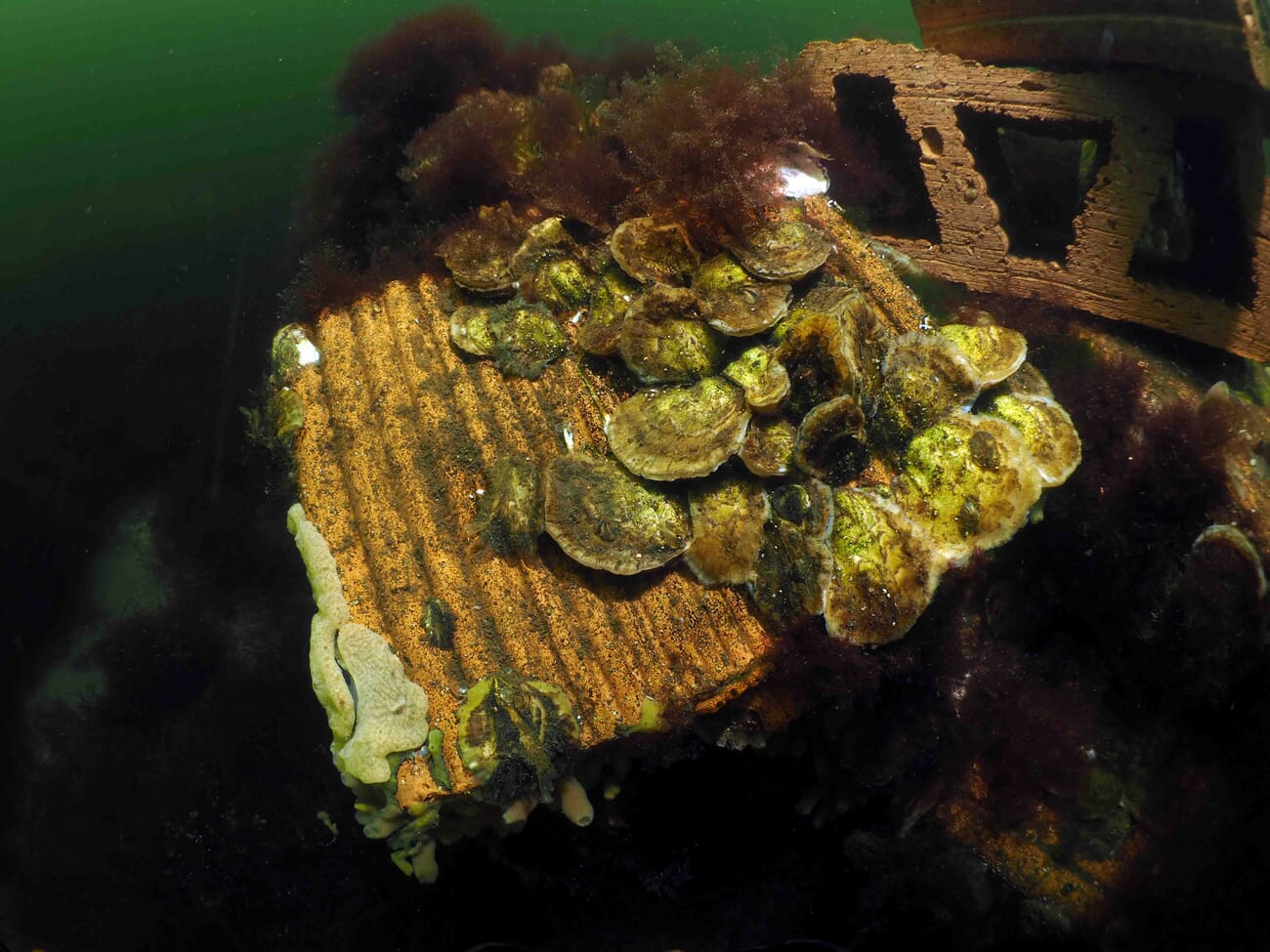 An underwater utopia that's powered by bivalves | The Fish Site