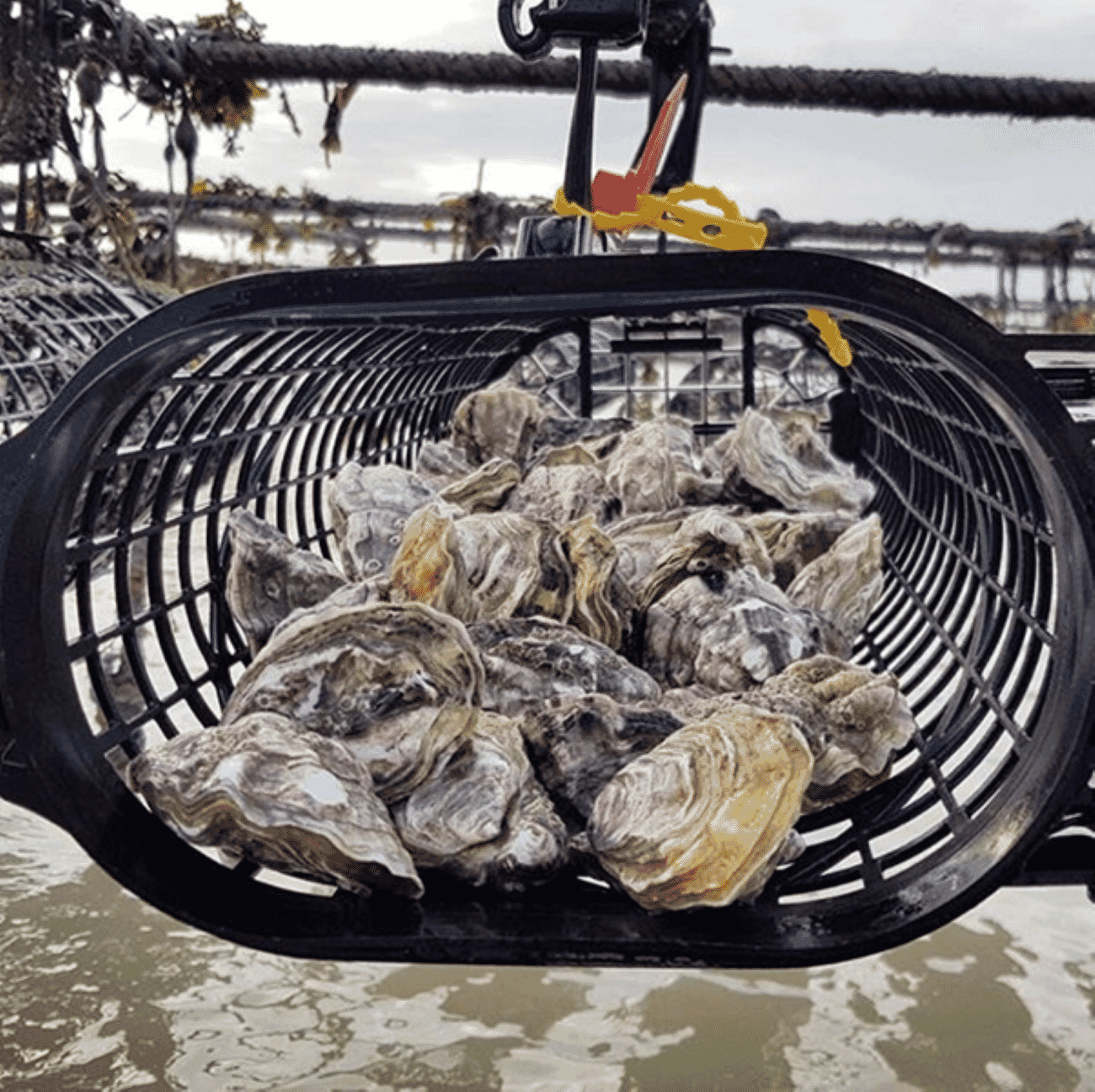 Flipping the oyster farming script | The Fish Site