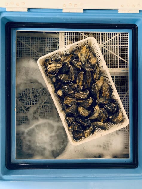Why live tanks are the future of oyster storage | The Fish Site