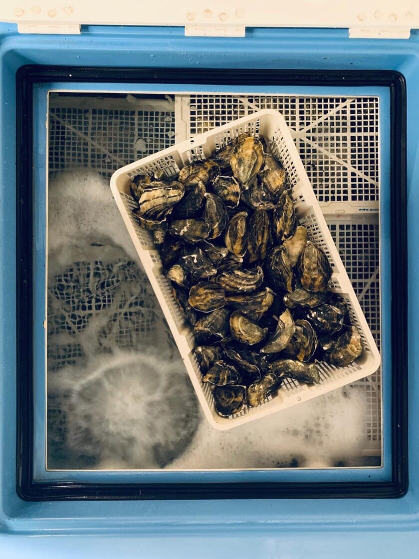 Oyster farming technology coming up from Down Under | The Fish Site
