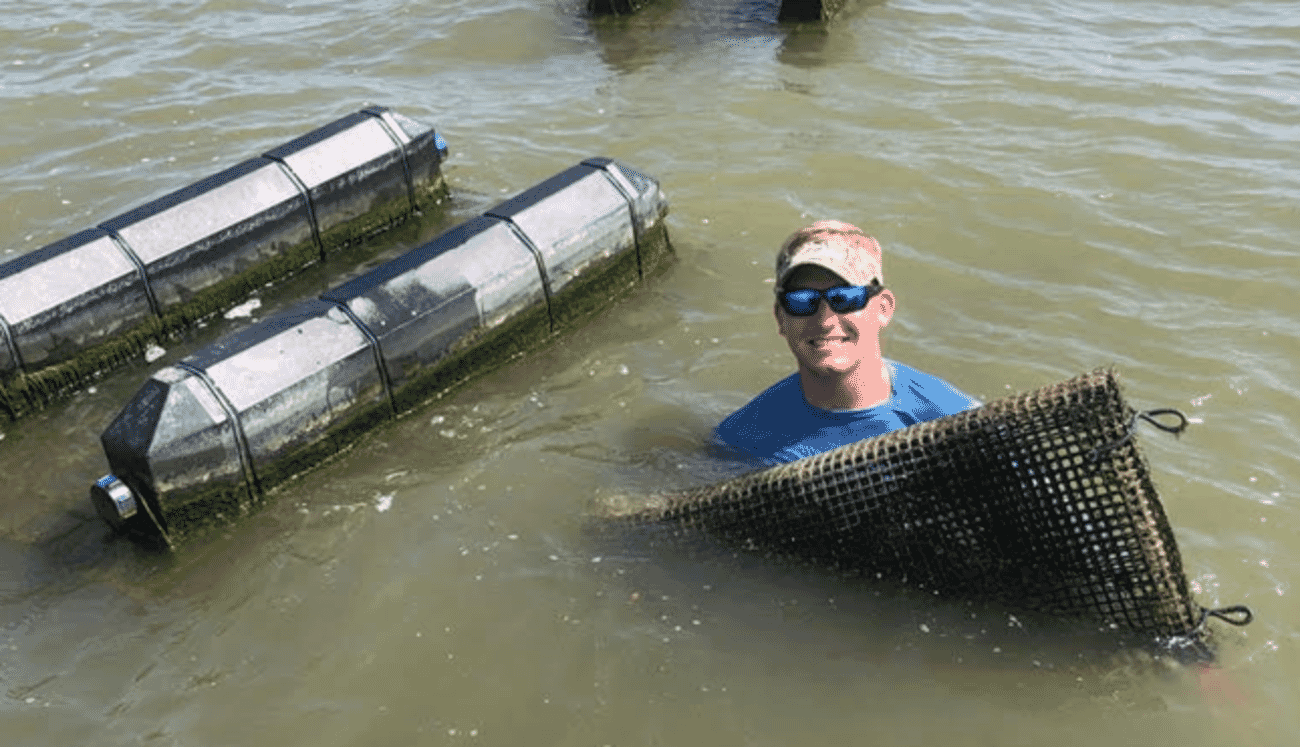 The rise of alternative oyster growing methods in the USA | The Fish Site