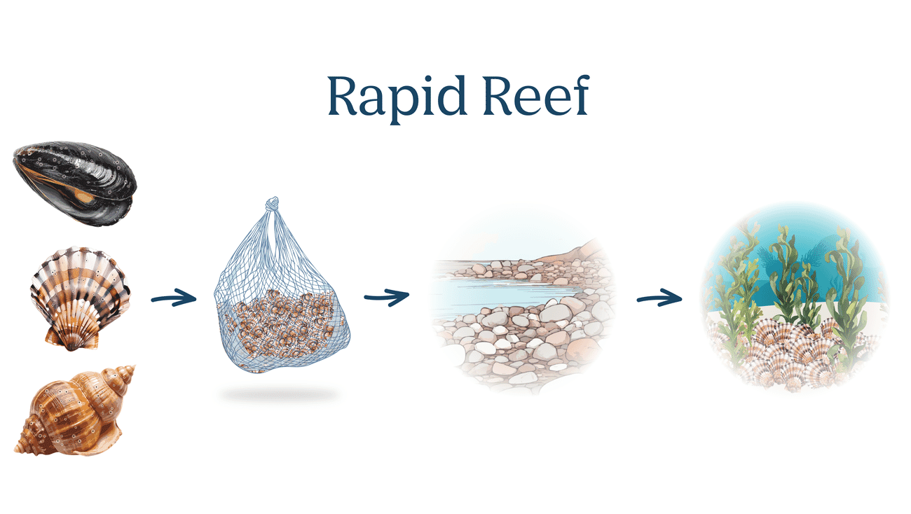The Oyster Restoration Company unveils innovative reef rebuilding ...