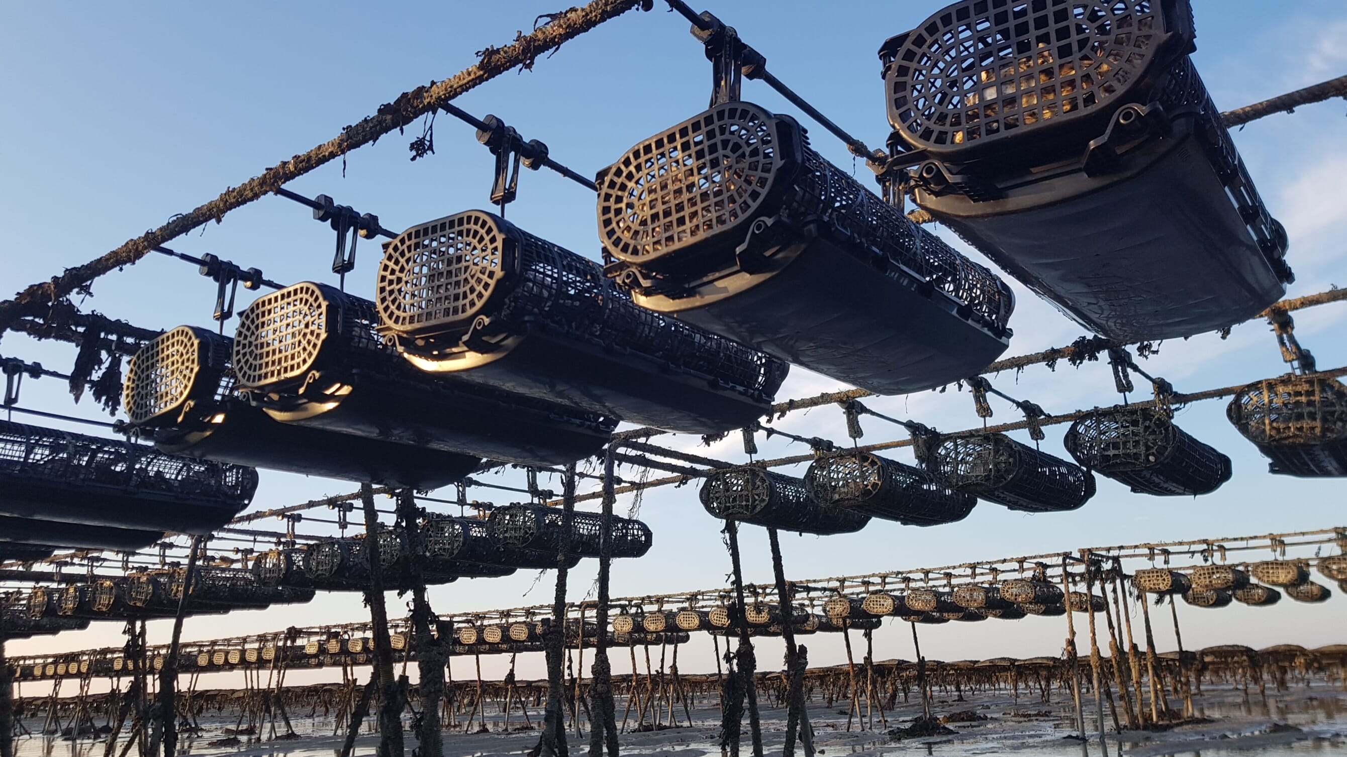 Oyster farming technology coming up from Down Under | The Fish Site