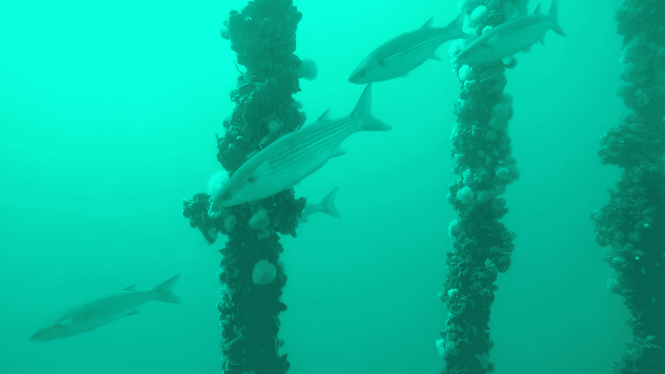 Free conference aims to highlight UK shellfish and seaweed aquaculture ...