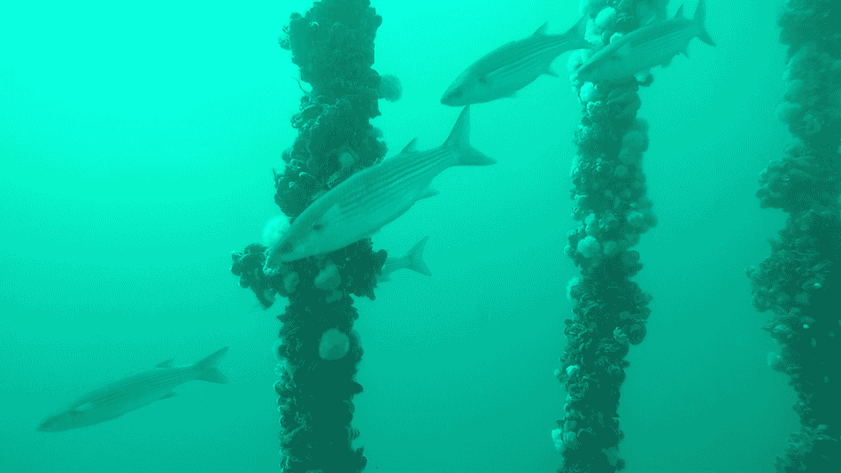 Free conference aims to highlight UK shellfish and seaweed aquaculture ...