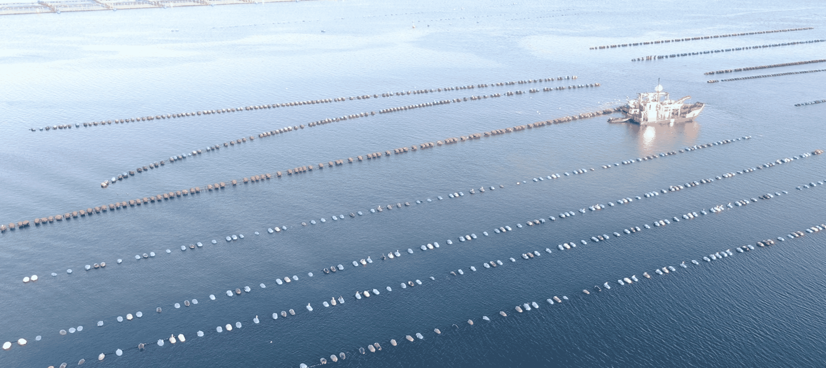 Reflections from the world’s largest mussel farm | The Fish Site