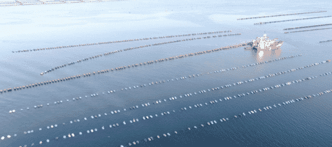 Reflections from the world’s largest mussel farm | The Fish Site