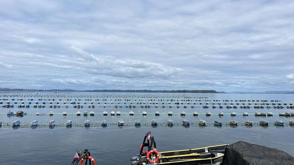 Reflections from the world’s largest mussel farm | The Fish Site