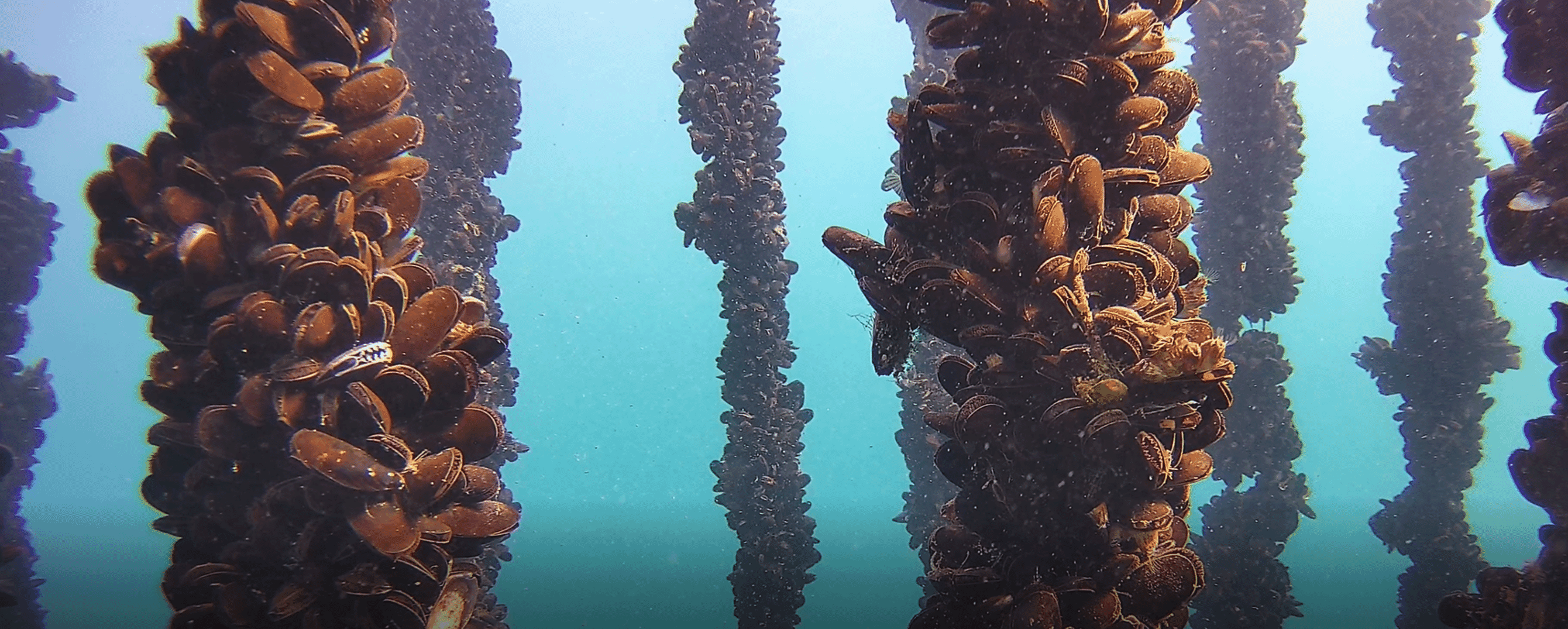 Reflections from the world’s largest mussel farm | The Fish Site