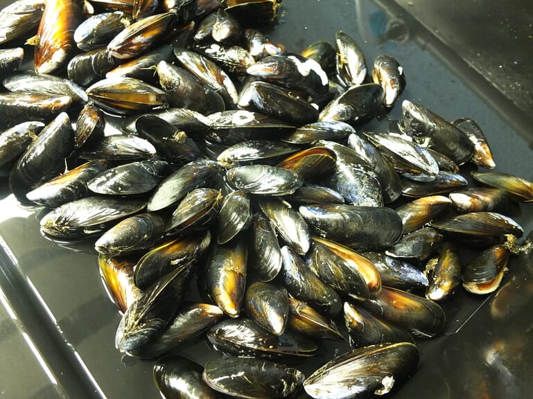 Florida researcher granted $100,000 to boost shellfish aquaculture ...