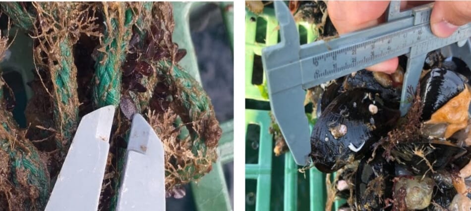 Cryopreservation shows genuine promise for mussel farming | The Fish Site