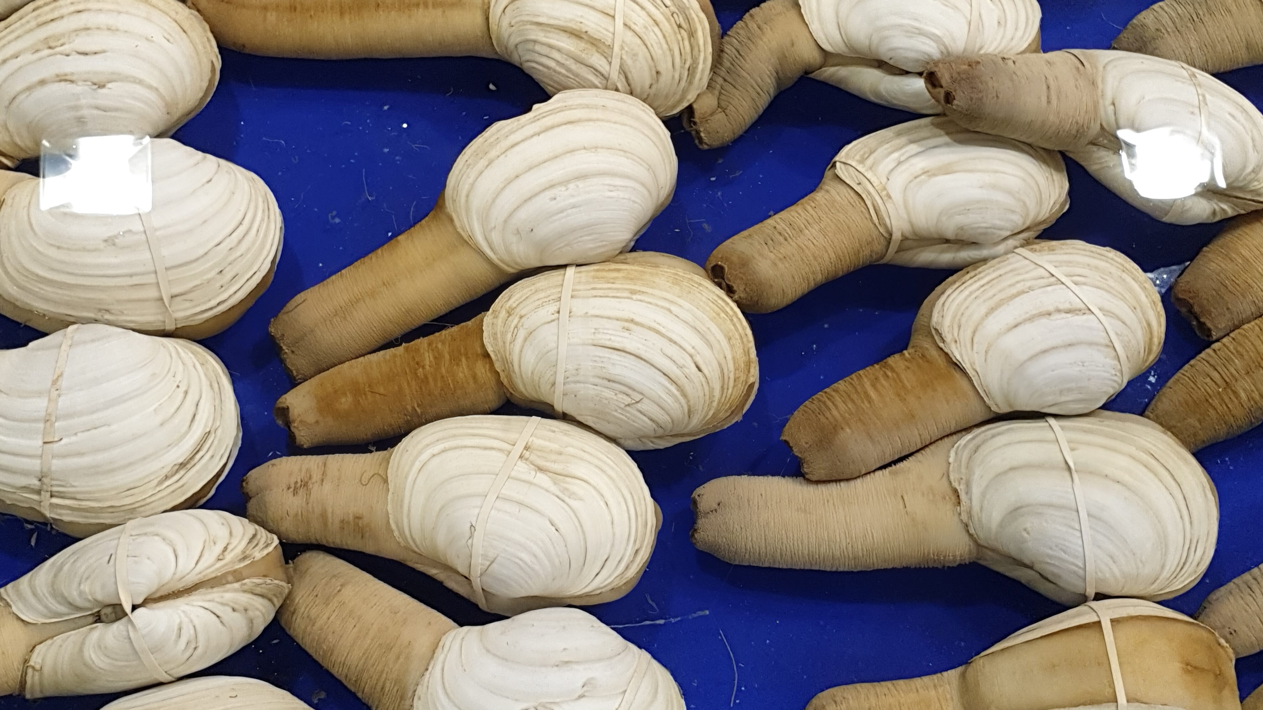 BC researchers and First Nations groups partner on geoduck aquaculture ...