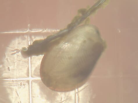 Milestone for Scottish mussel hatchery | The Fish Site