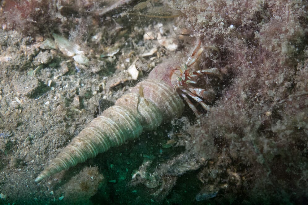 Mussel farming: a source of sustainable protein that promotes ...