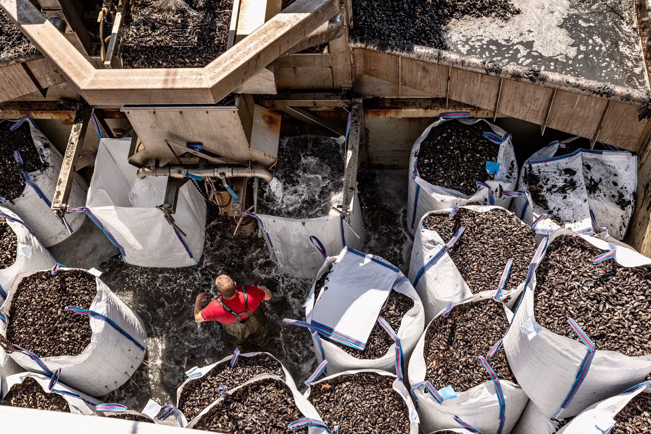 Menai Strait mussel farmers fear for their livelihoods | The Fish Site
