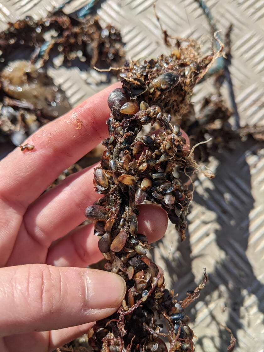 Life lessons and keeping a mussel farming business afloat | The Fish Site